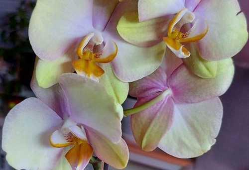 Орхидея фаленопсис Спаркс