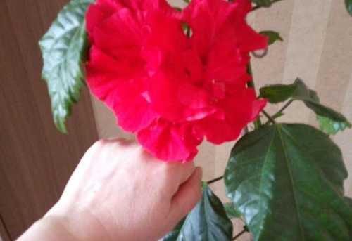 Гибискус махровая китайская роза