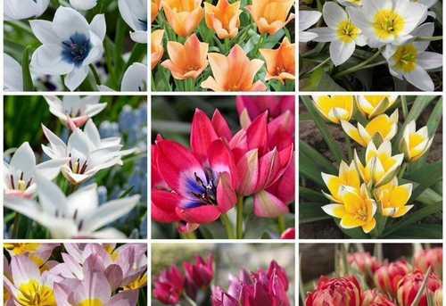 50 штук ботанические тюльпаны смесь сортов
