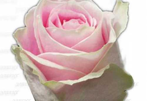 Роза нежно-розовая 50 см