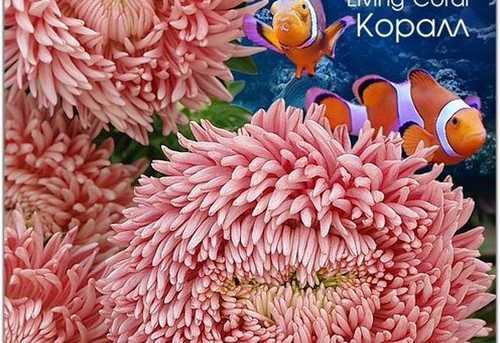 Астра Хризантелла Коралл 30 шт