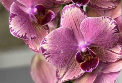 Орхидея Пират Пикоти с цветоносом
