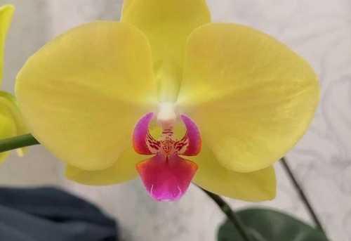 Цветущая сортовая орхидея