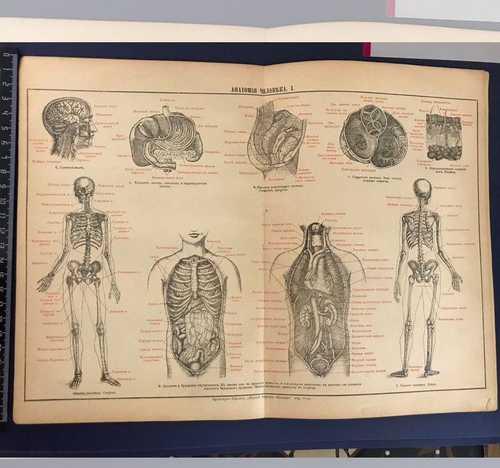 Анатомия человека 1907 г хромолитография