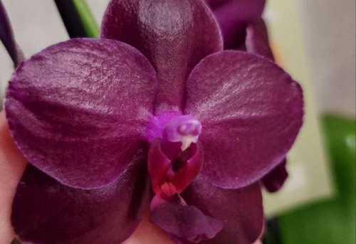 Орхидея фаленопсис Сого Релакс, арома, 2 цв