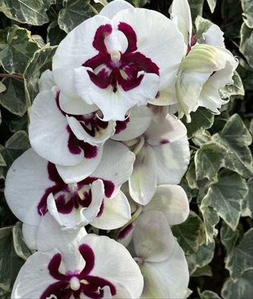Орхидея Phal. YH0508