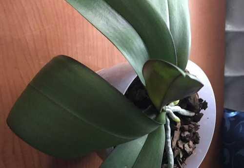Орхидея фаленопсис большая