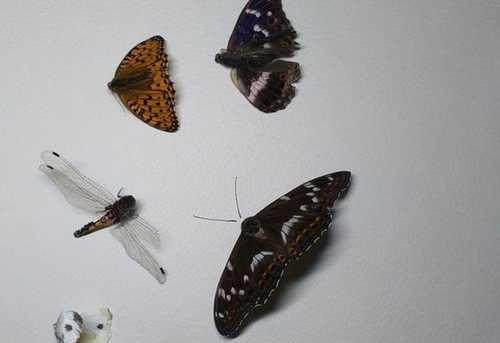 Бабочки и стрекоза
