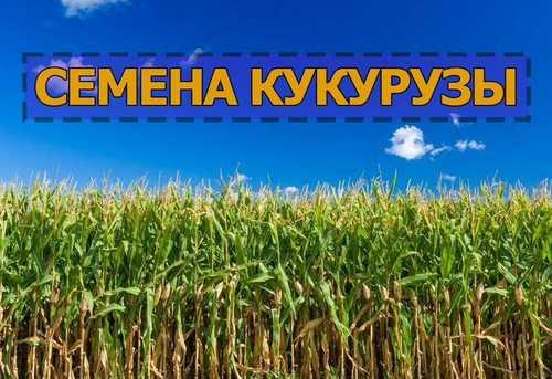 Семена гибрида кукурузы нс 402