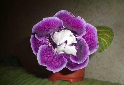 Глоксиния фиолетовая махровая цветущая