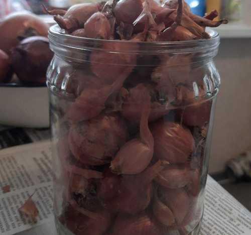 Продам лук семейный сорт Шалот