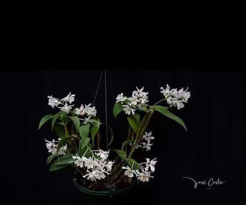 Орхидея Dendrobium Niep Snowflake