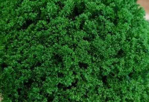 Вечно зеленый живой мох для декора помещений