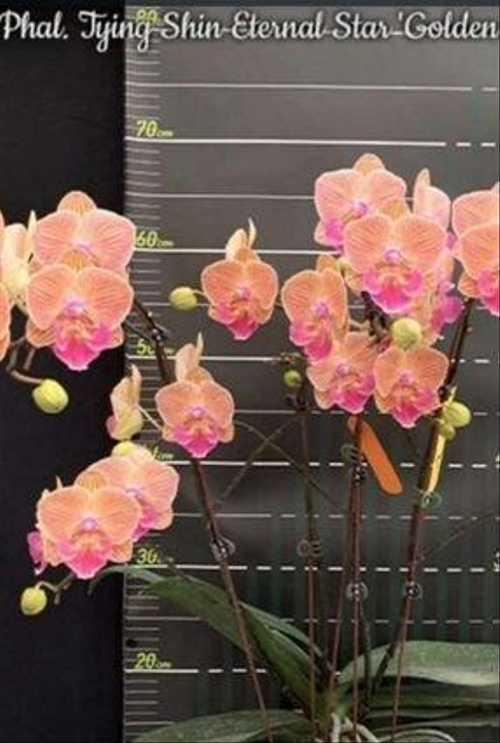 Орхидея из азии Биг Лип
