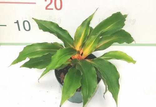 Хлорофитум Green Orange, комнатные растения
