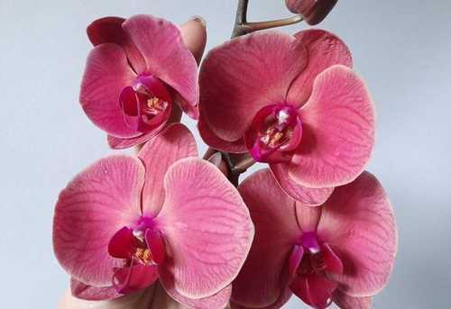 Орхидея Азиан Корал