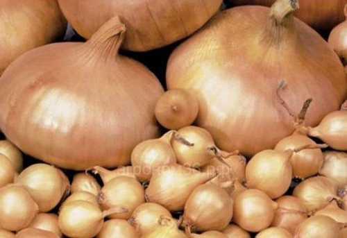 Лук севок и семенной картофель