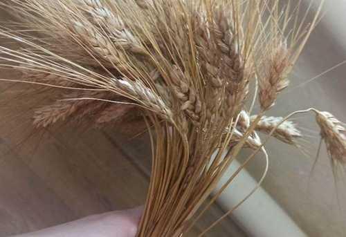 Семена пшеницы Жизель