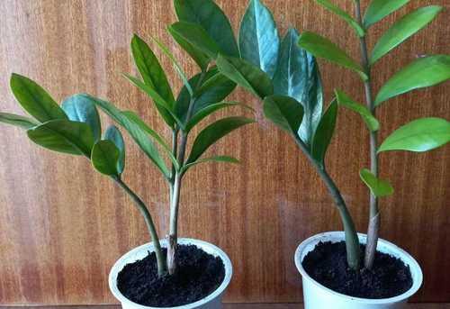 Замиокулькас"долларовое дерево"-молодые растения