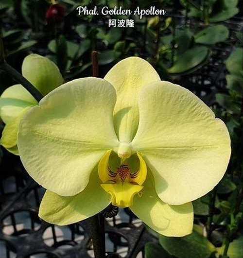 Орхидея Phal. Golden Apollon