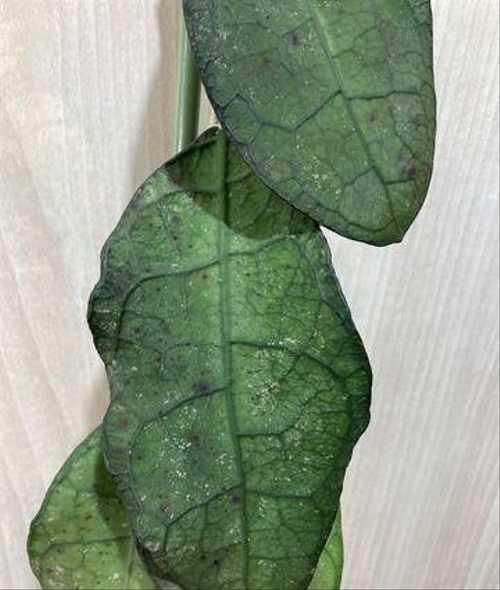 H. peninsularis (бывшая Hoya sp. Lata Iskandar A)