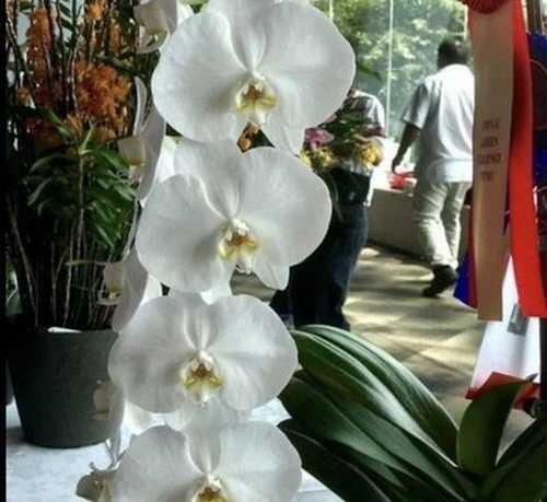 Орхидея фаленопсис Сого Юкидан V3 ароматная