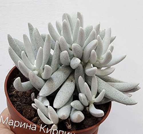 Senecio "Mont Blanc"