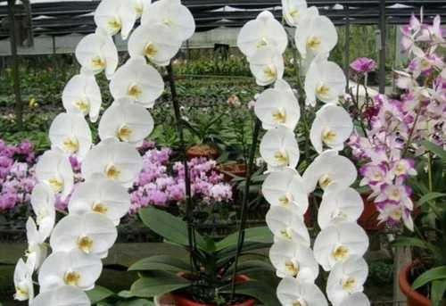 Орхидея фаленопсис sogo Yukidian. Не цветёт