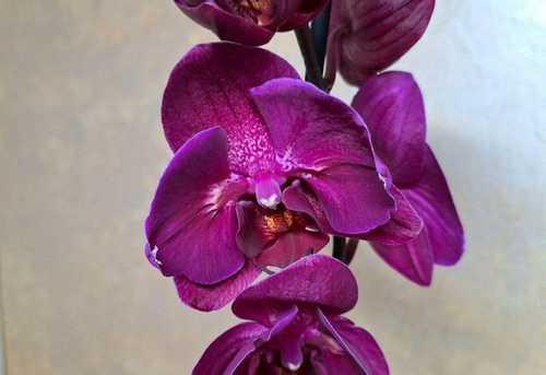 Орхидея фаленопсис бабочка Стеленбош 1 цв