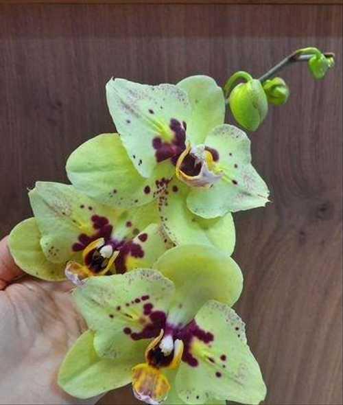 Орхидея Пескара Бабочка