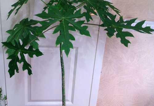 Папайя с фото высота до 120 см, плодоносящие
