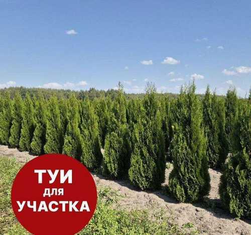 Туя смарагд рост 184,5 см /опт 300 шт
