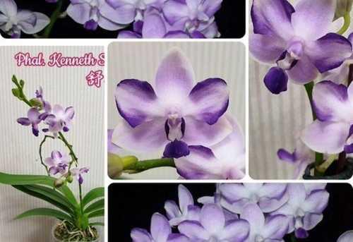 Орхидея фаленопсис азия подростки