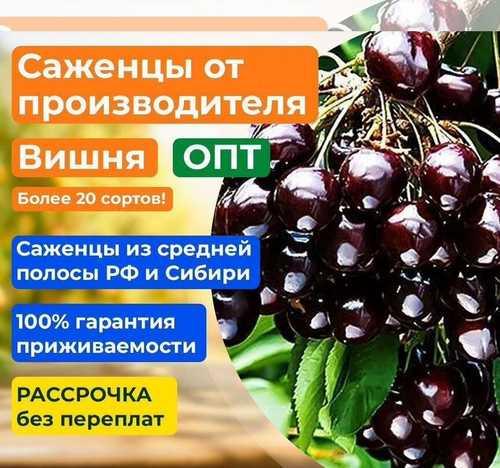 Саженцы вишни. Оптом. Много сортов