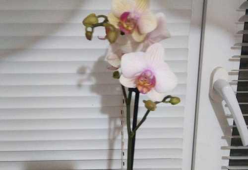 Орхидея сортовая мультифлора