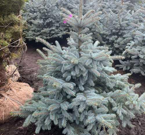 Ели голубые супер Блю/Пихты/Лапник