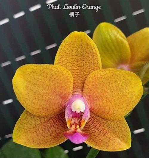 Орхидея Phal. Lioulin Orange