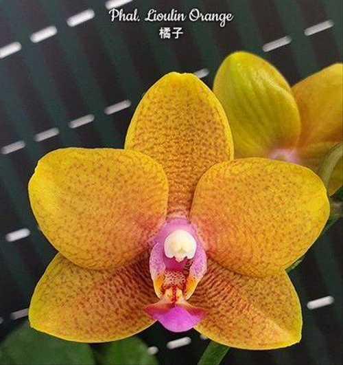 Орхидея Phal. Lioulin Orange