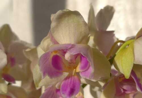 Орхидея фаленопсис Биондоро