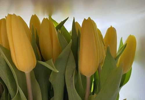 Тюльпаны желтые Голландские