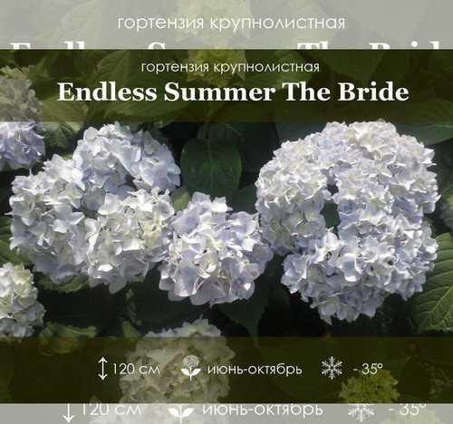 Гортензия крупнолистная Endless Summer The Bride