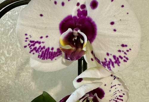 Орхидея фаленопсис d12