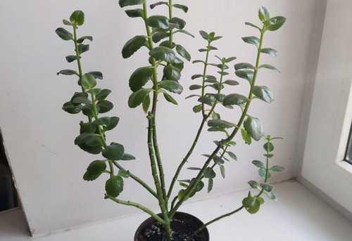 Каланхоэ комнатное растение саккулент