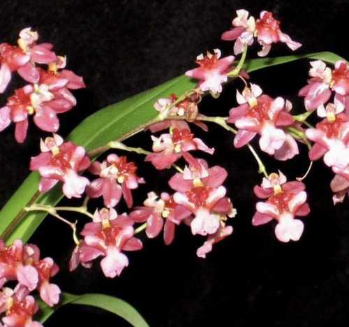 Орхидея Oncidium Twinkle fragrance fantasi