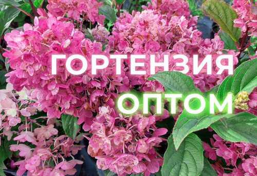 Гортензия Литл Блоссом Оптом Питомник