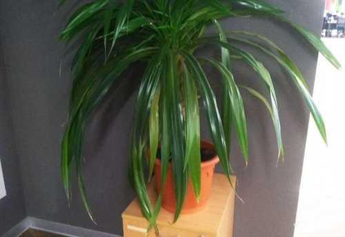 Растение панданус винтовая пальма