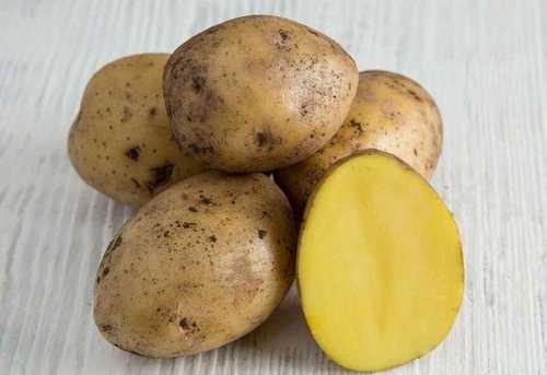 Картофель домашний, картошка