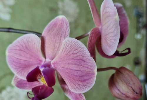 Орхидея фаленопсис Asion Koral