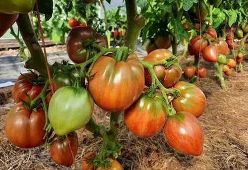 Семена коллекционных томатов гномы наборами