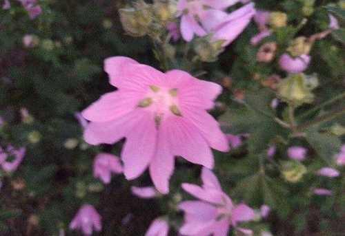 Семена лаватера розовая, 10 шт. Кустарник в цветах